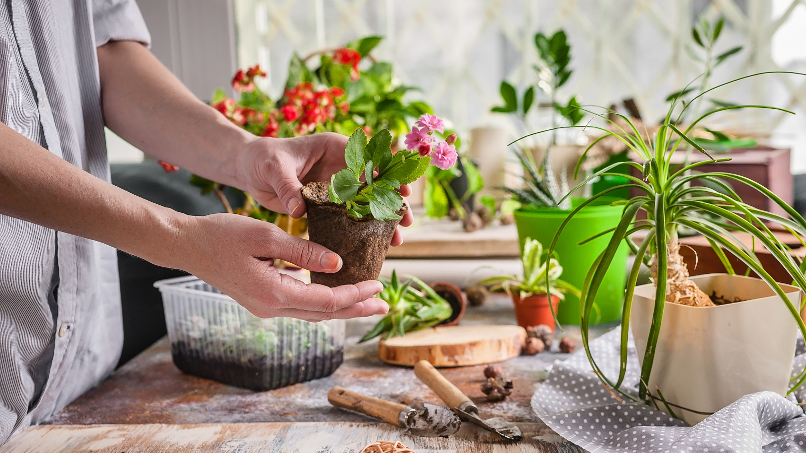 How to Create Your Own Mini Garden in a Pot – Pitoies